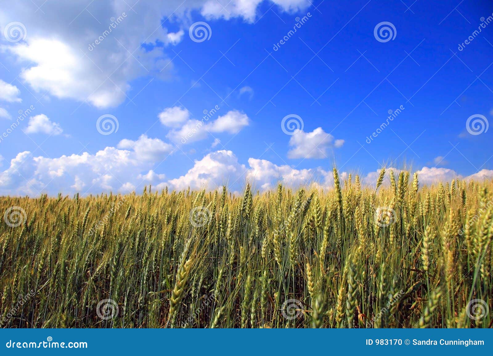 Summer wheat stock photo. Image of food, kernel, cultivate - 983170