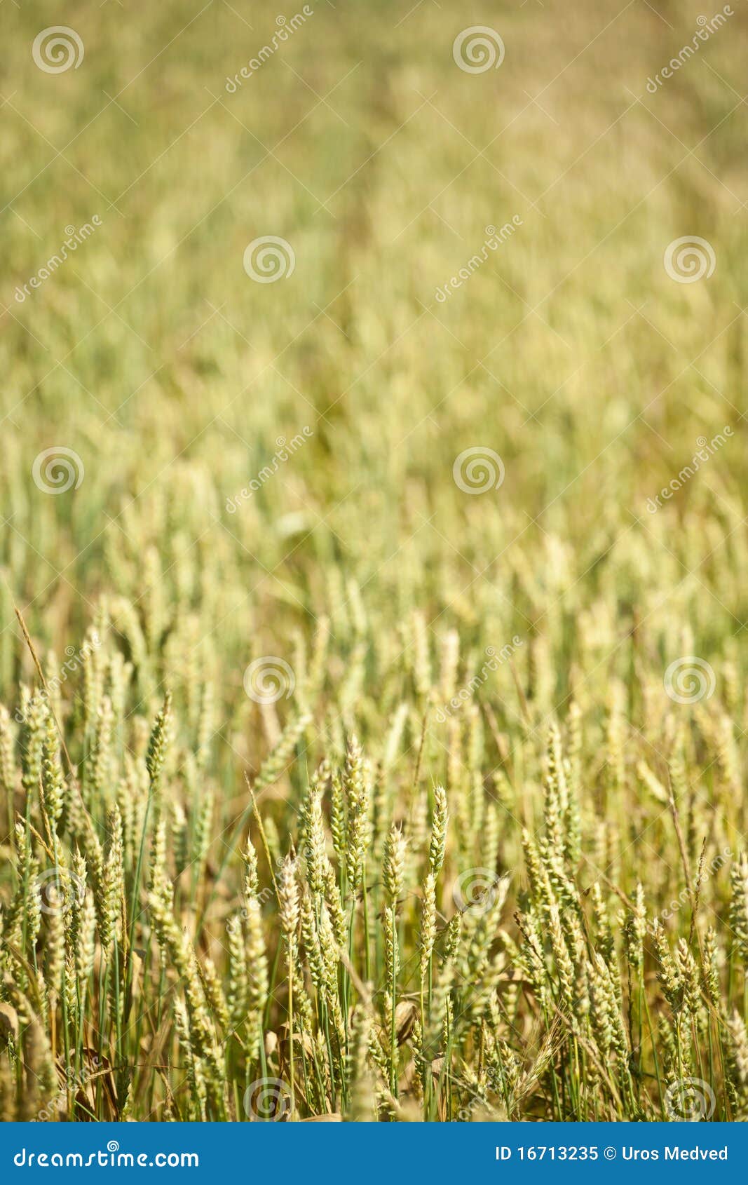 Summer wheat field stock image. Image of bread, field - 16713235