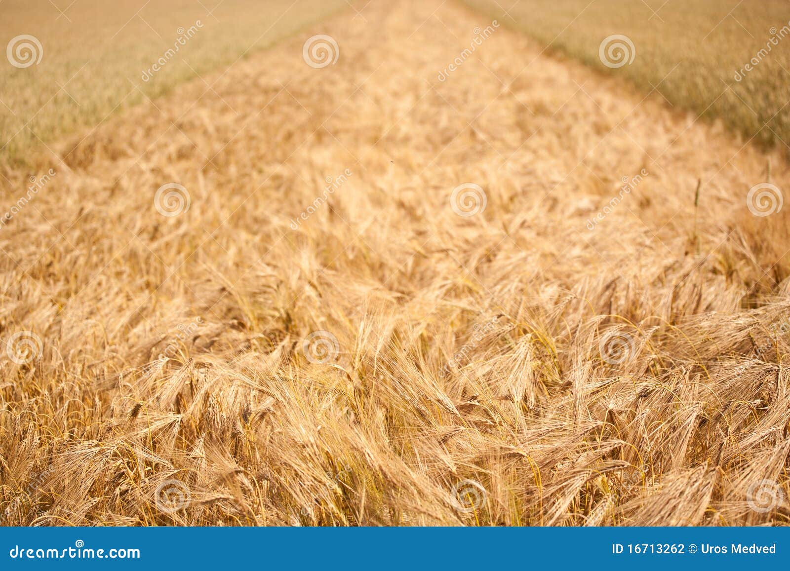Summer wheat field stock photo. Image of meadow, country - 16713262