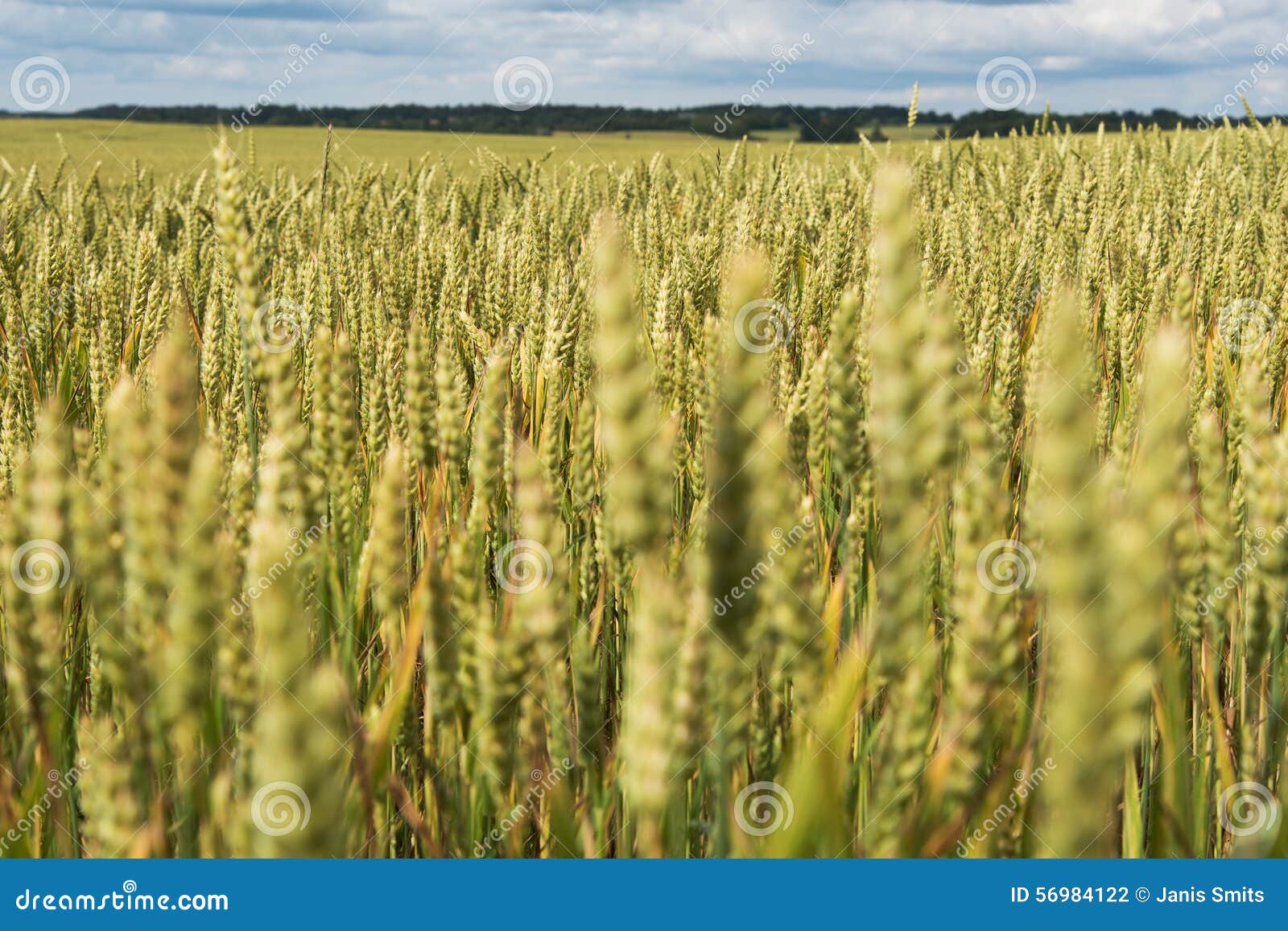 Summer on wheat field. stock photo. Image of harvest - 56984122
