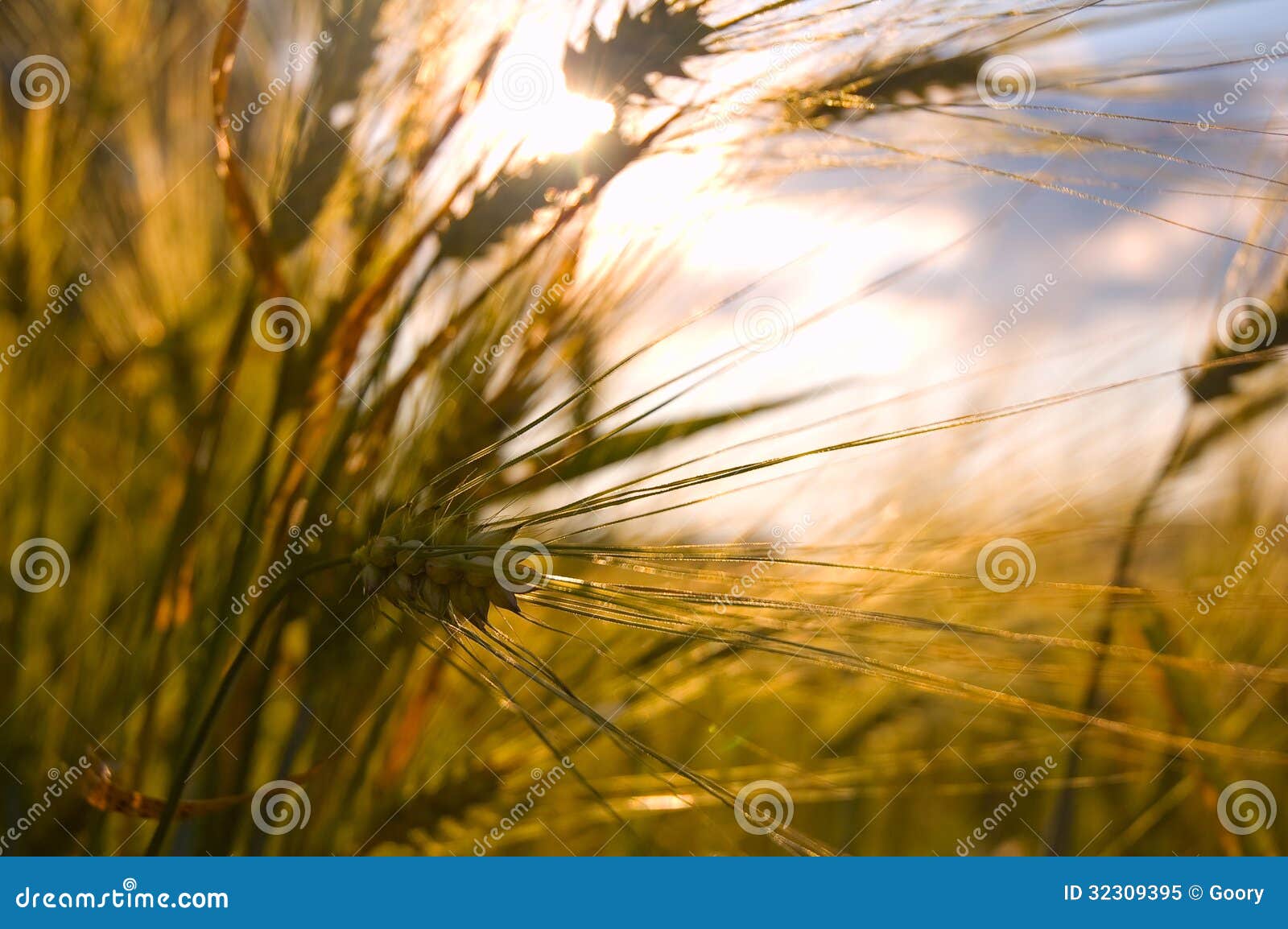 Summer wheat field stock image. Image of crop, stem, wheat - 32309395