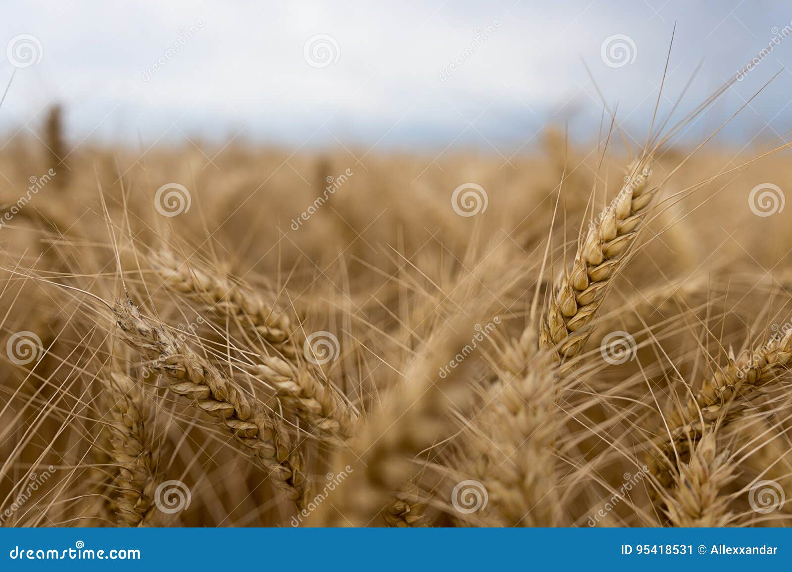 Summer Wheat Field and Storm Clouds. Stock Image - Image of season ...