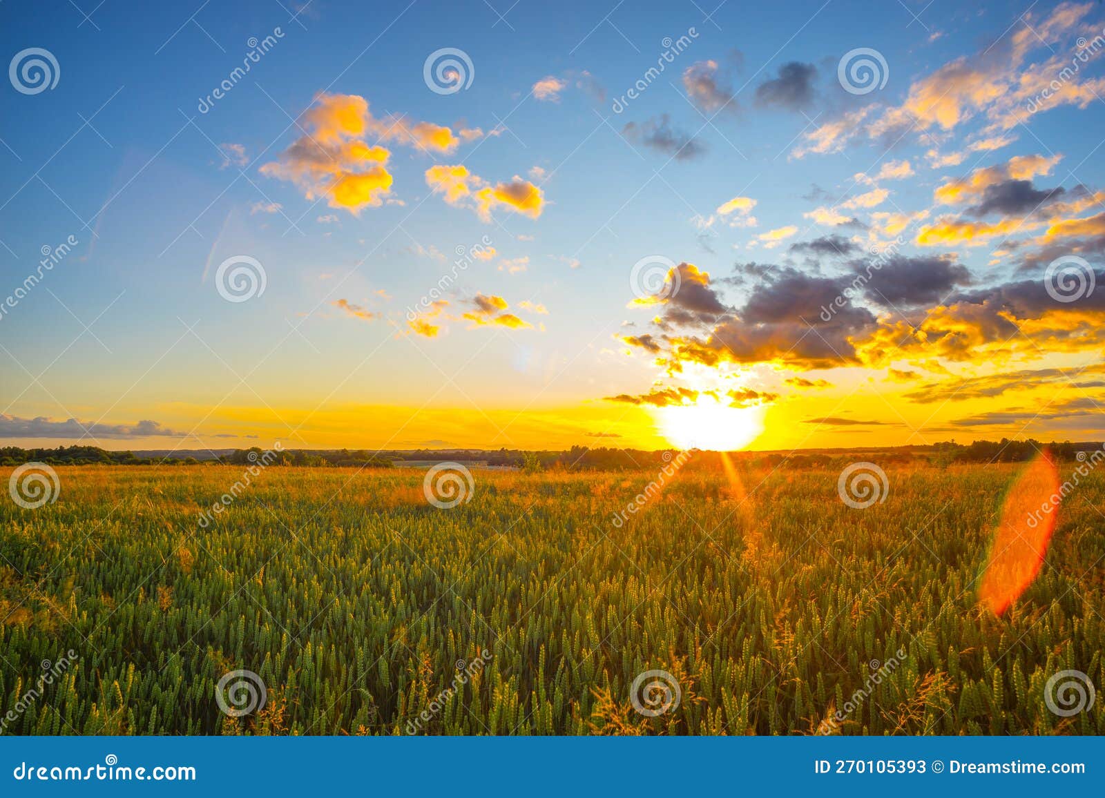 Wheat field and sunset stock image. Image of natural - 270105393
