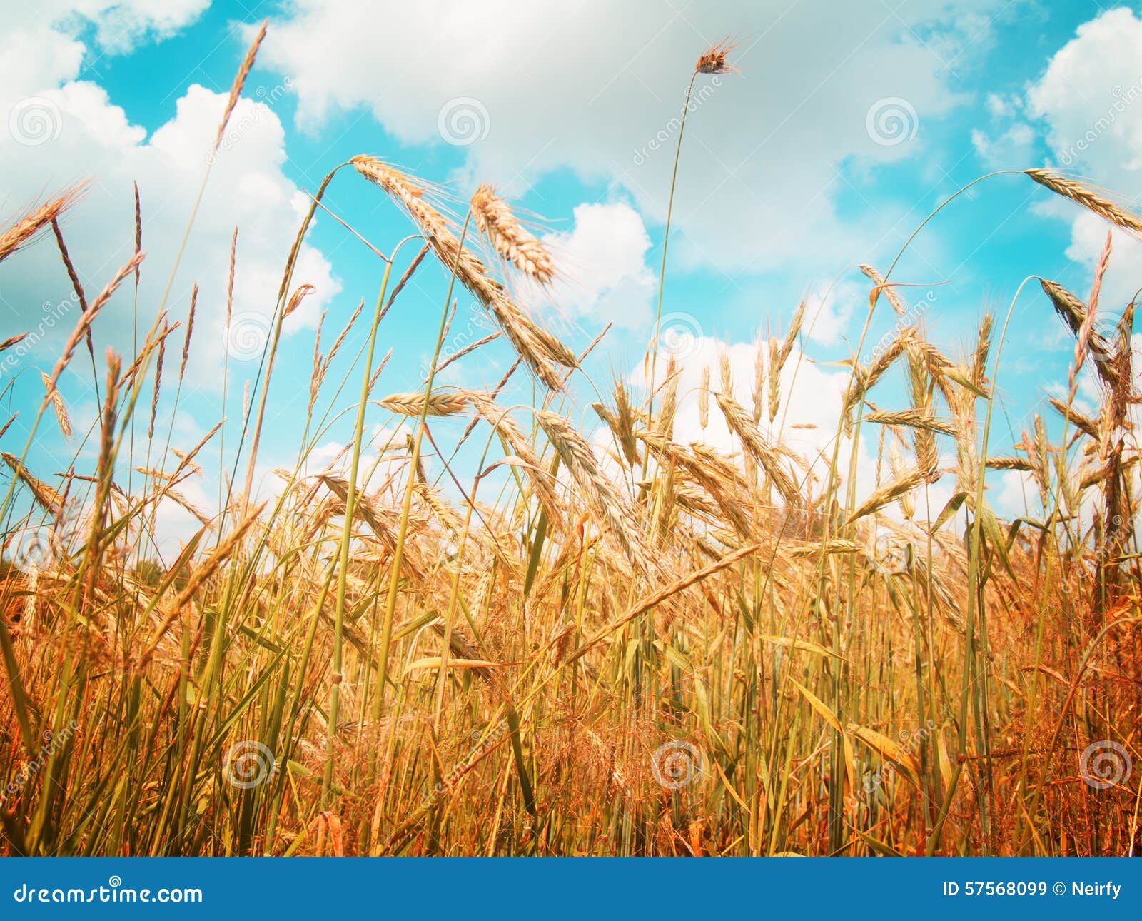 Summer wheat field stock image. Image of country, color - 57568099