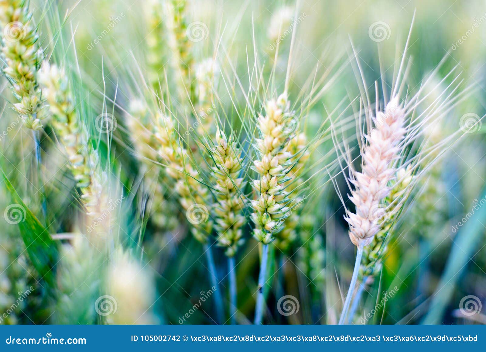 In the Summer, the Wheat in the Fields Stock Photo - Image of ...