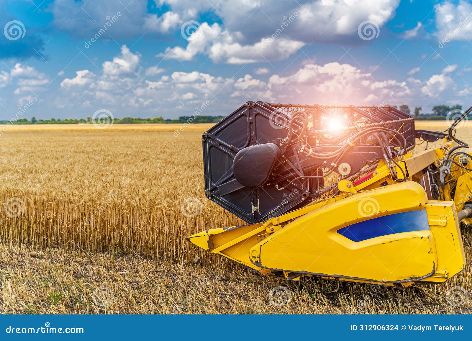 Summer Wheat Harvesting. Working Rye Harvester Combine Machines on Gold ...