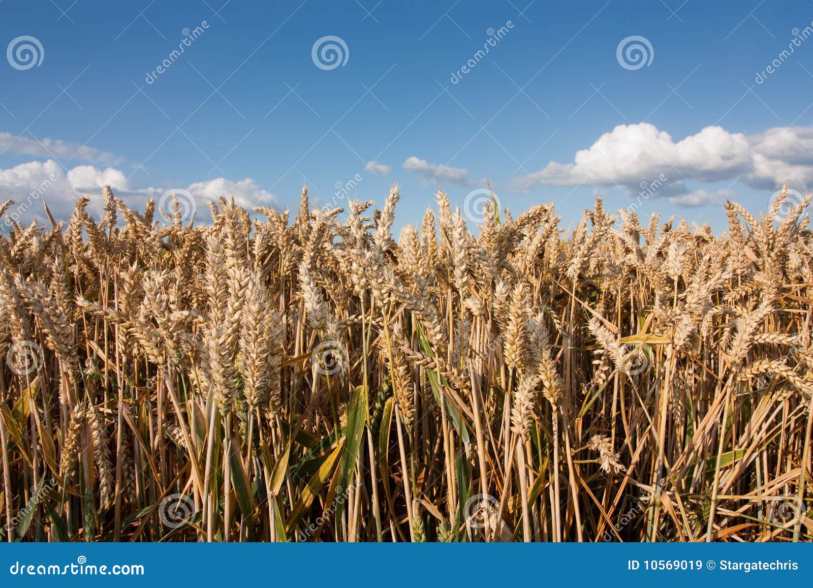 Summer Wheat Low n Wide stock image. Image of summer - 10569019