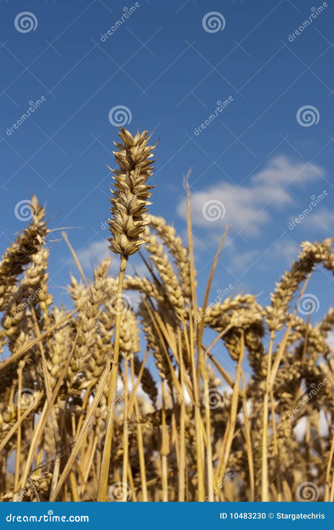 Summer Wheat Low viewpoint stock photo. Image of food - 10483230