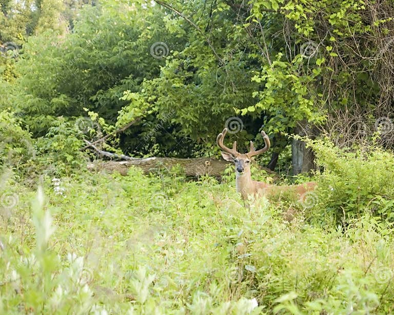 Summer Whitetail Deer stock image. Image of field, woods - 5664597