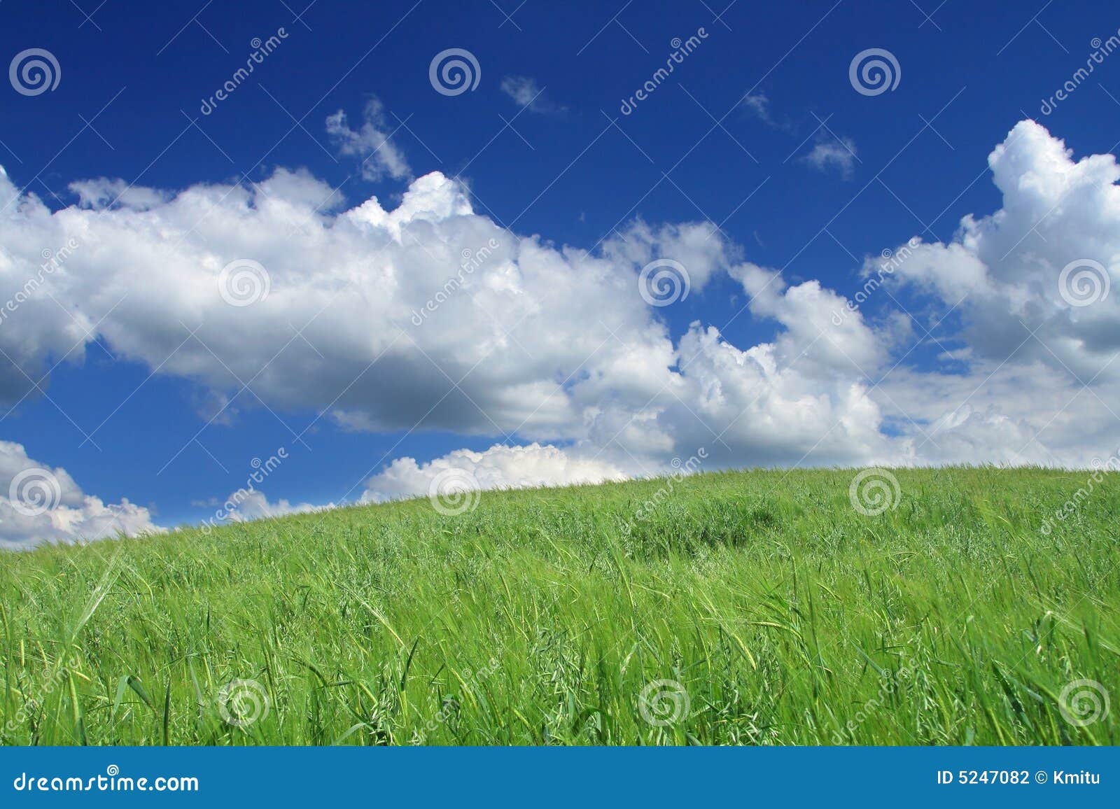 Summer wild field stock photo. Image of idyllic, freedom - 5247082