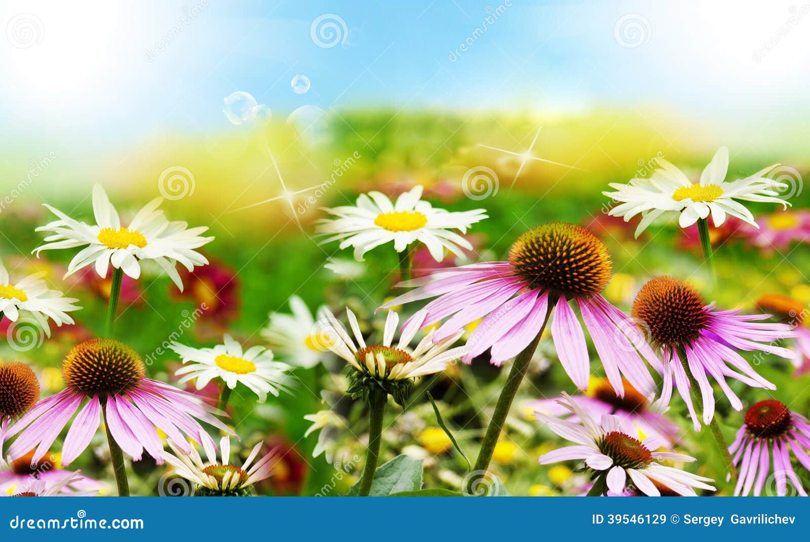 Summer Wild Flowers Background Stock Image - Image of bouquet, leaf ...