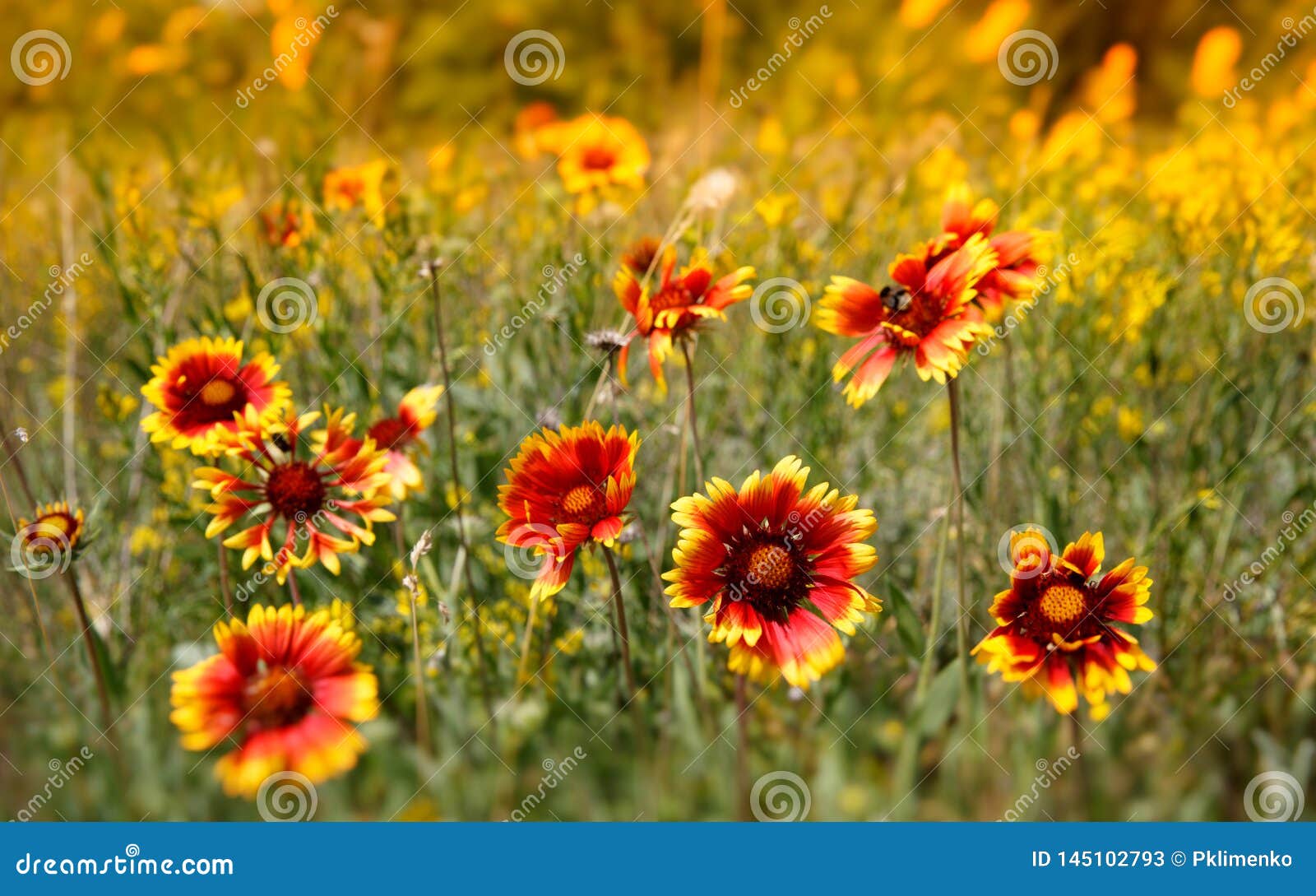 Summer wild flowers stock image. Image of floral, beautiful - 145102793