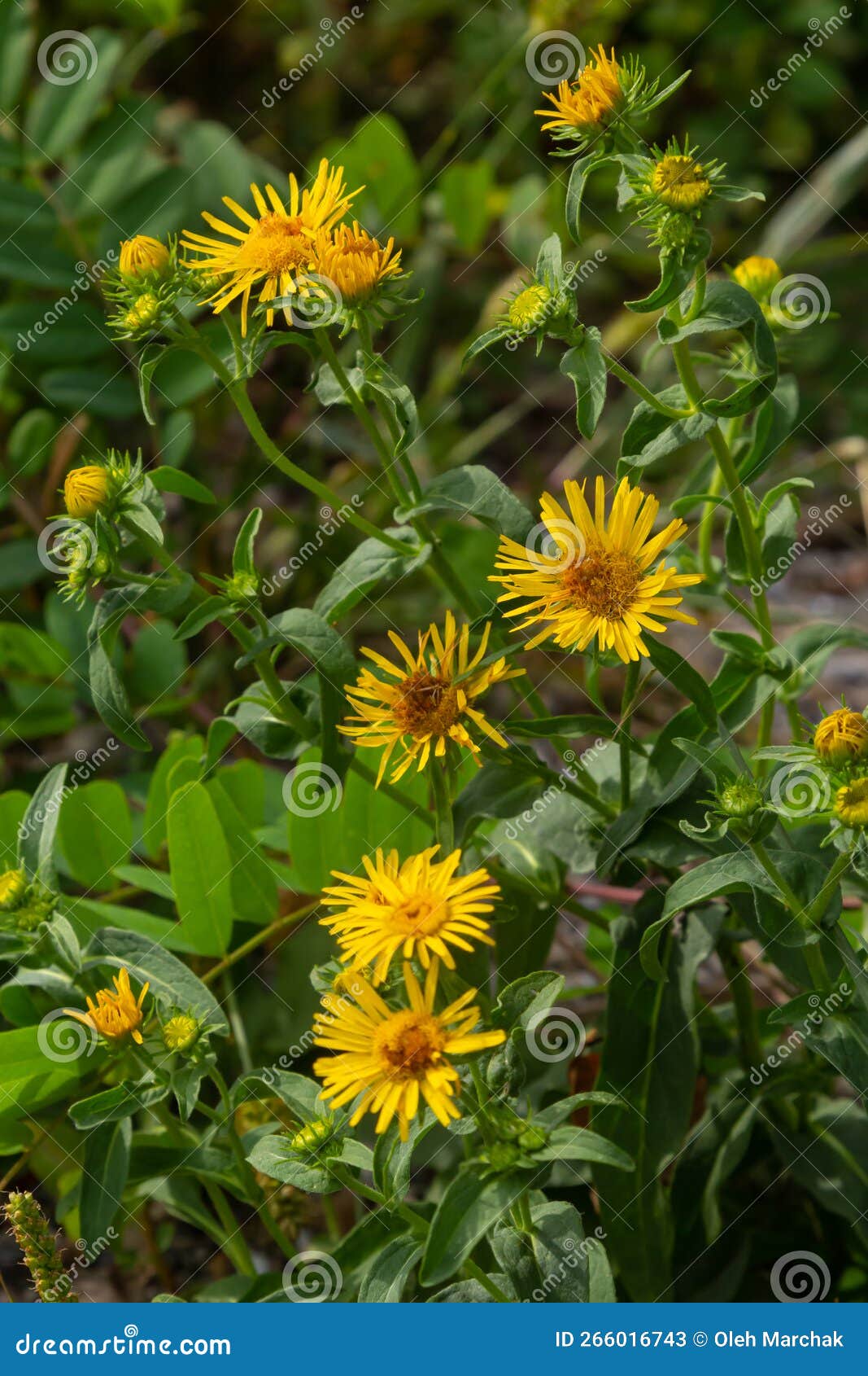 In the Summer, the Wild Medicinal Plant Inula Blooms in the Wild Stock ...