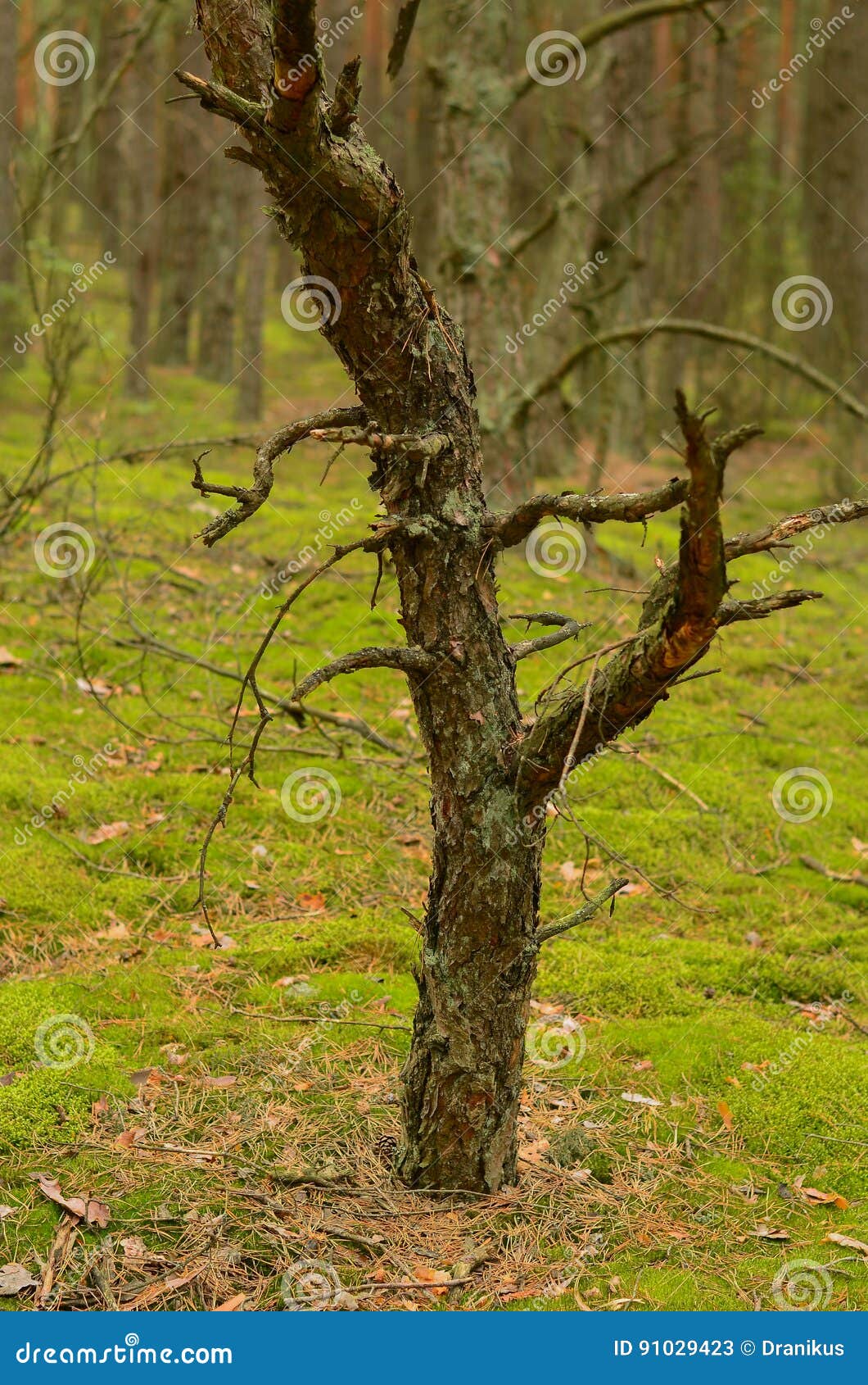 Summer Wild Thick Forest with Large Beautiful Trees Stock Image - Image ...