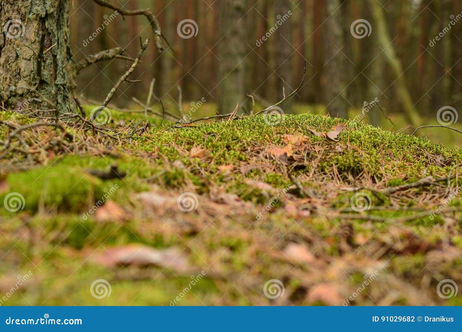 Summer Wild Thick Forest with Large Beautiful Trees Stock Photo - Image ...