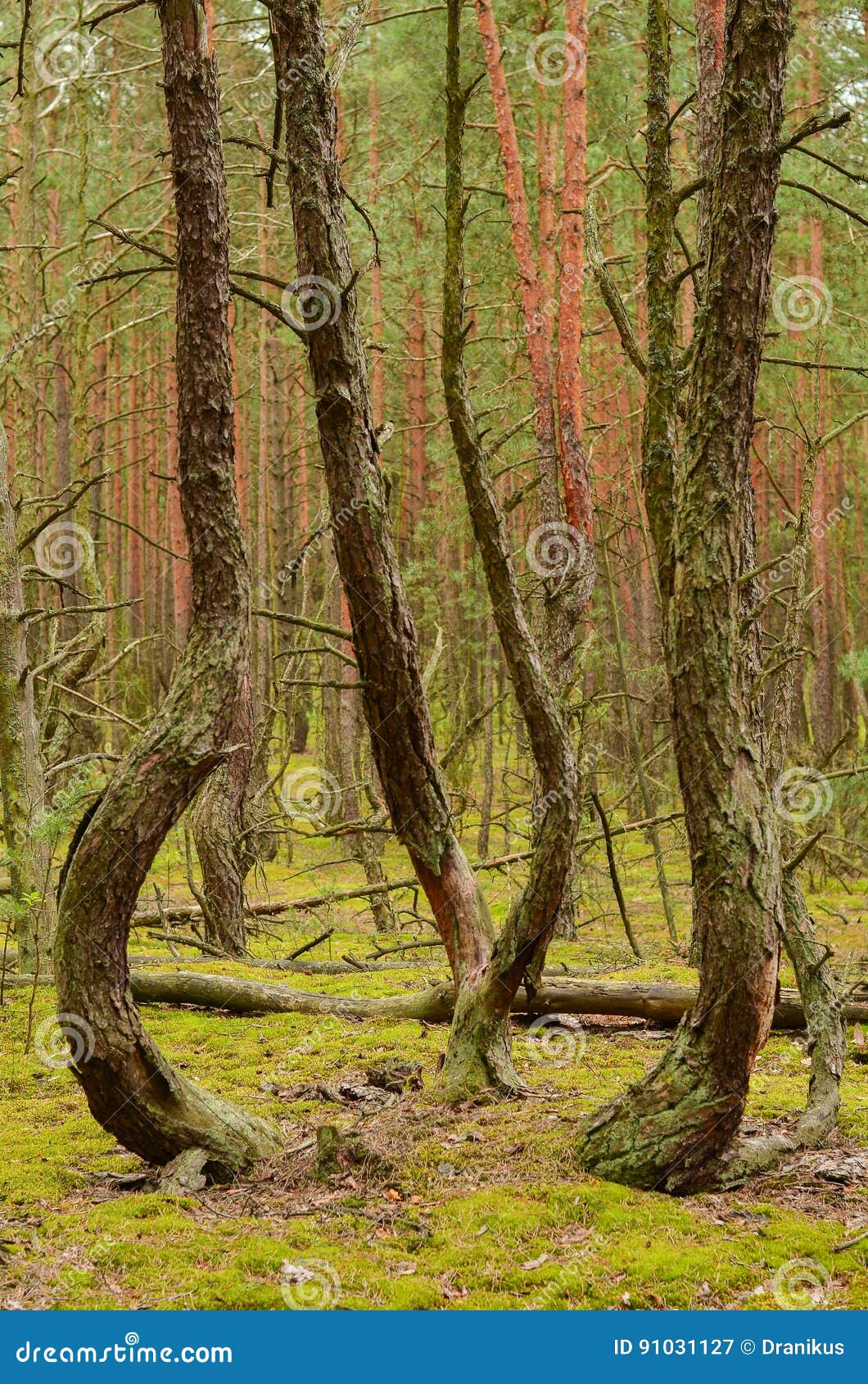 Summer Wild Thick Forest with Large Beautiful Trees Stock Image - Image ...