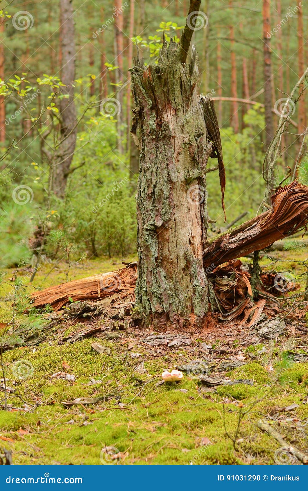 Summer Wild Thick Forest with Large Beautiful Trees Stock Photo - Image ...