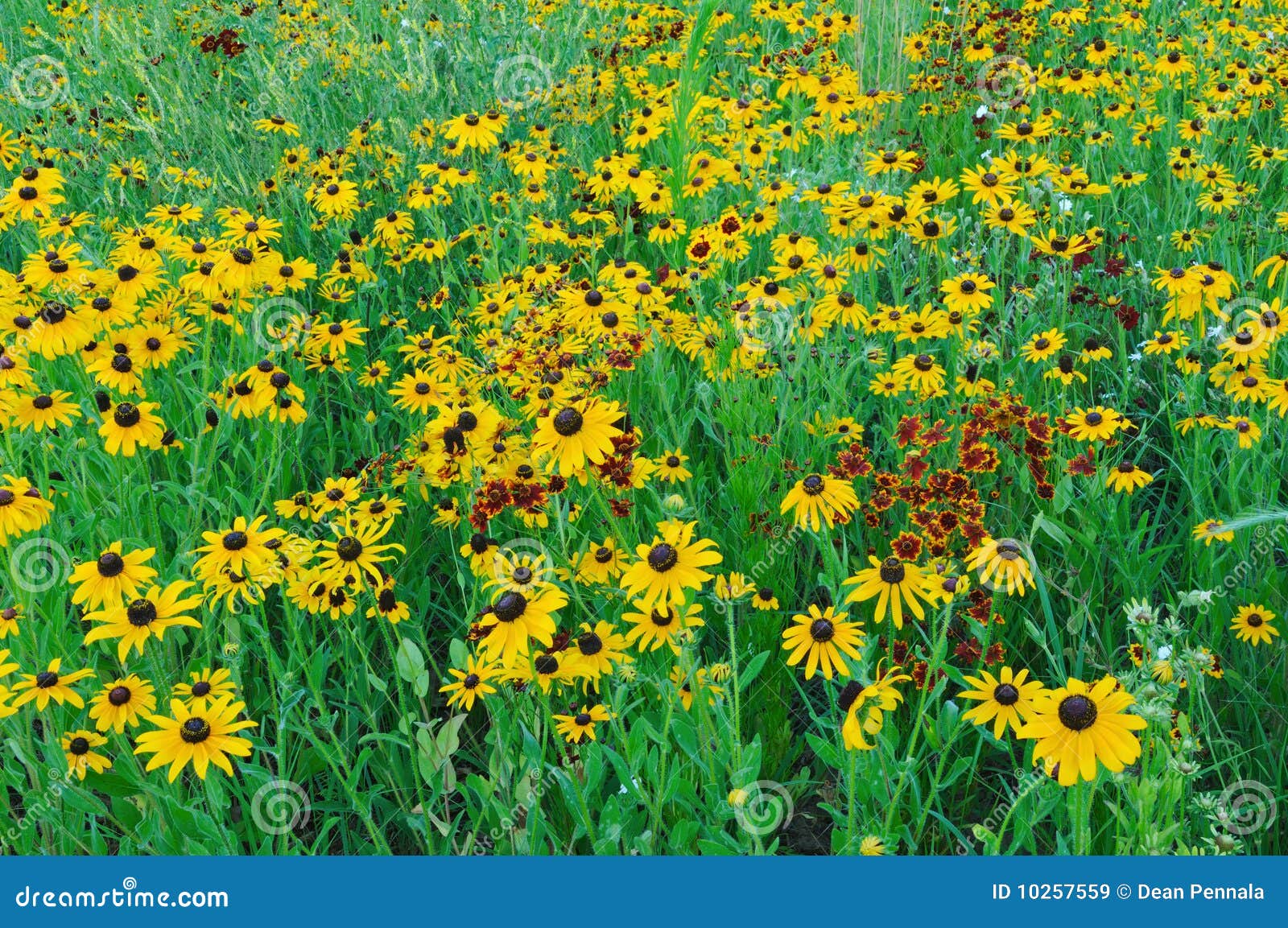 Summer Wildflower Meadow stock image. Image of prolific - 10257559