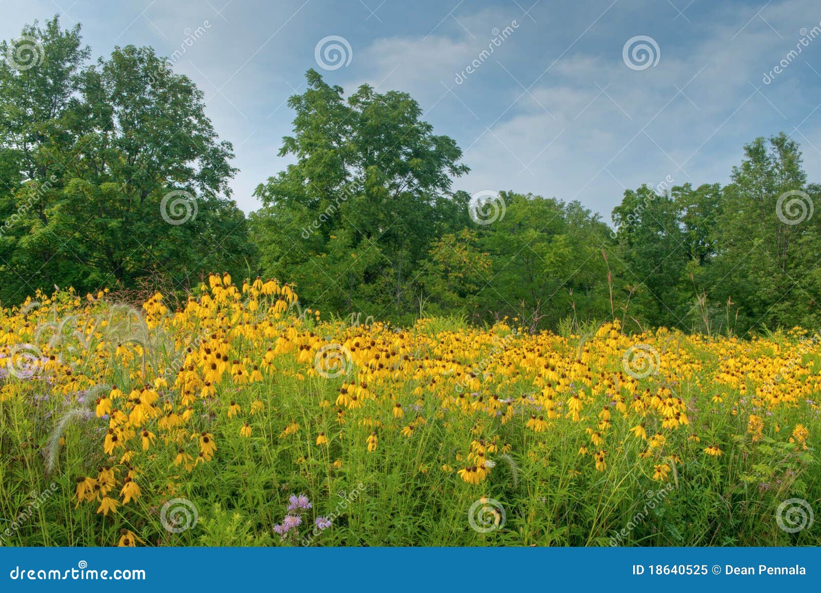 Summer Wildflower Meadow stock image. Image of scenic - 18640525