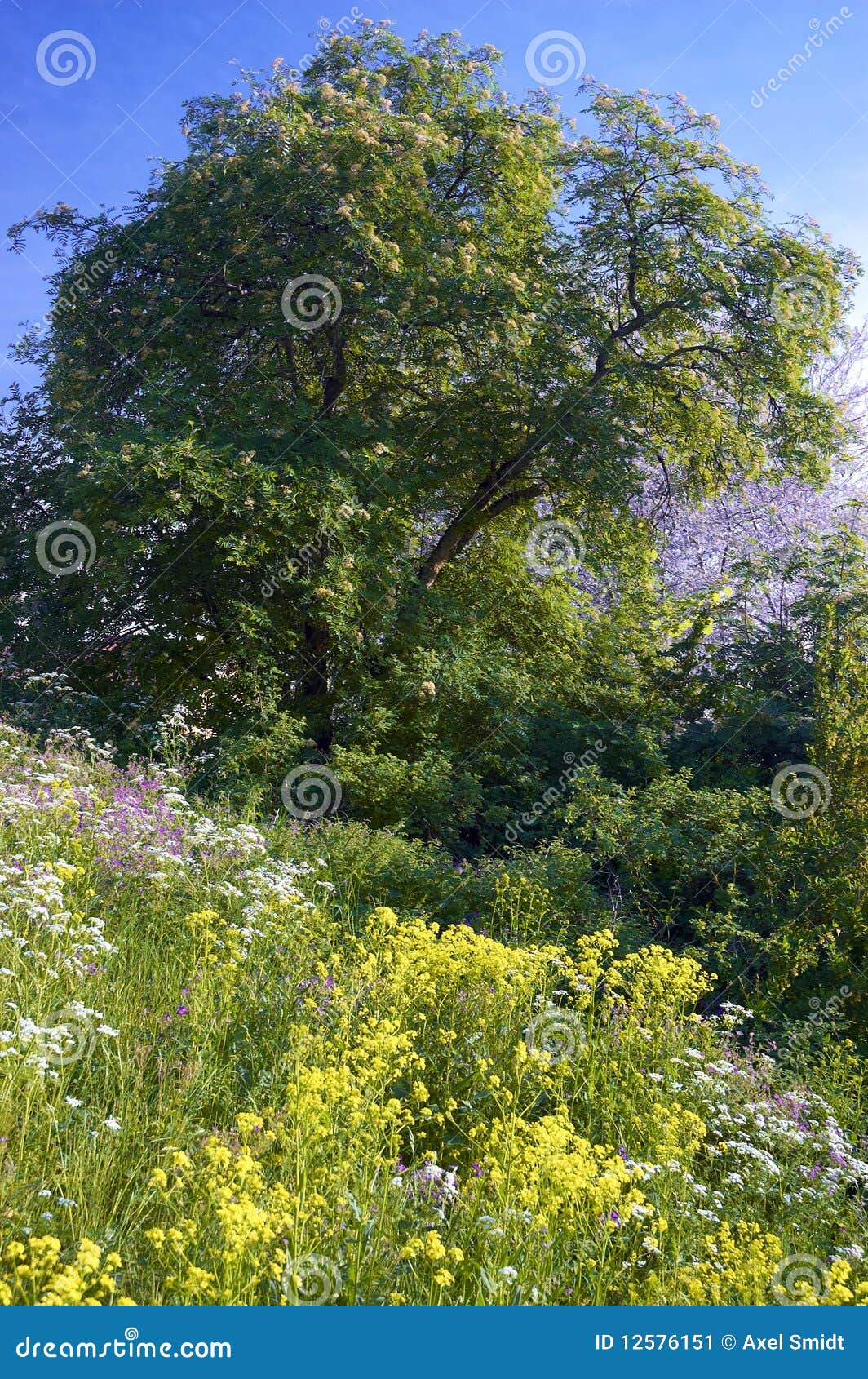 Summer Wildflowers and Trees Stock Image - Image of pretty, grass: 12576151