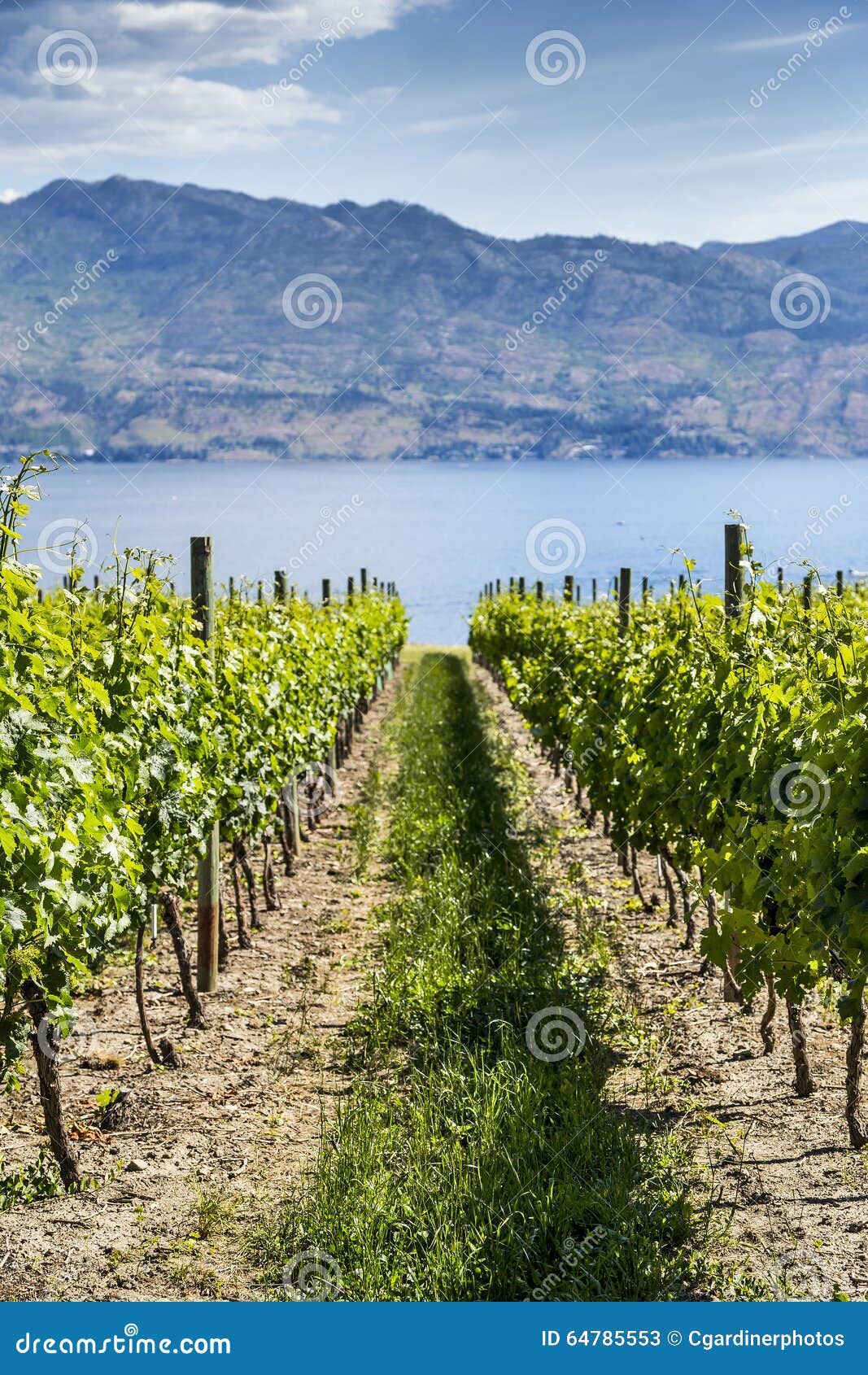 Summer Winery View stock image. Image of wine, okanagan - 64785553