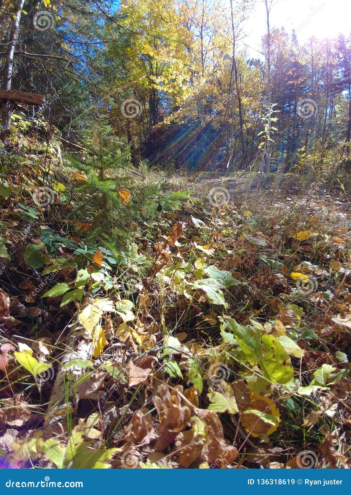 Summer woodlands stock image. Image of summer, woodlands - 136318619