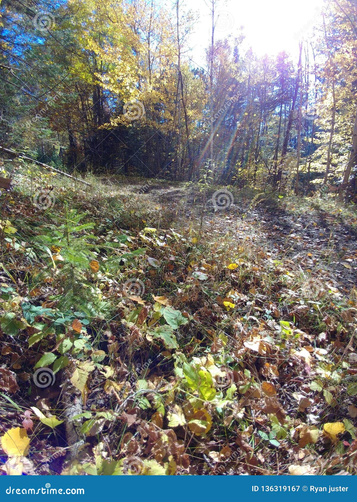 Summer woodlands stock image. Image of summer, light - 136319167