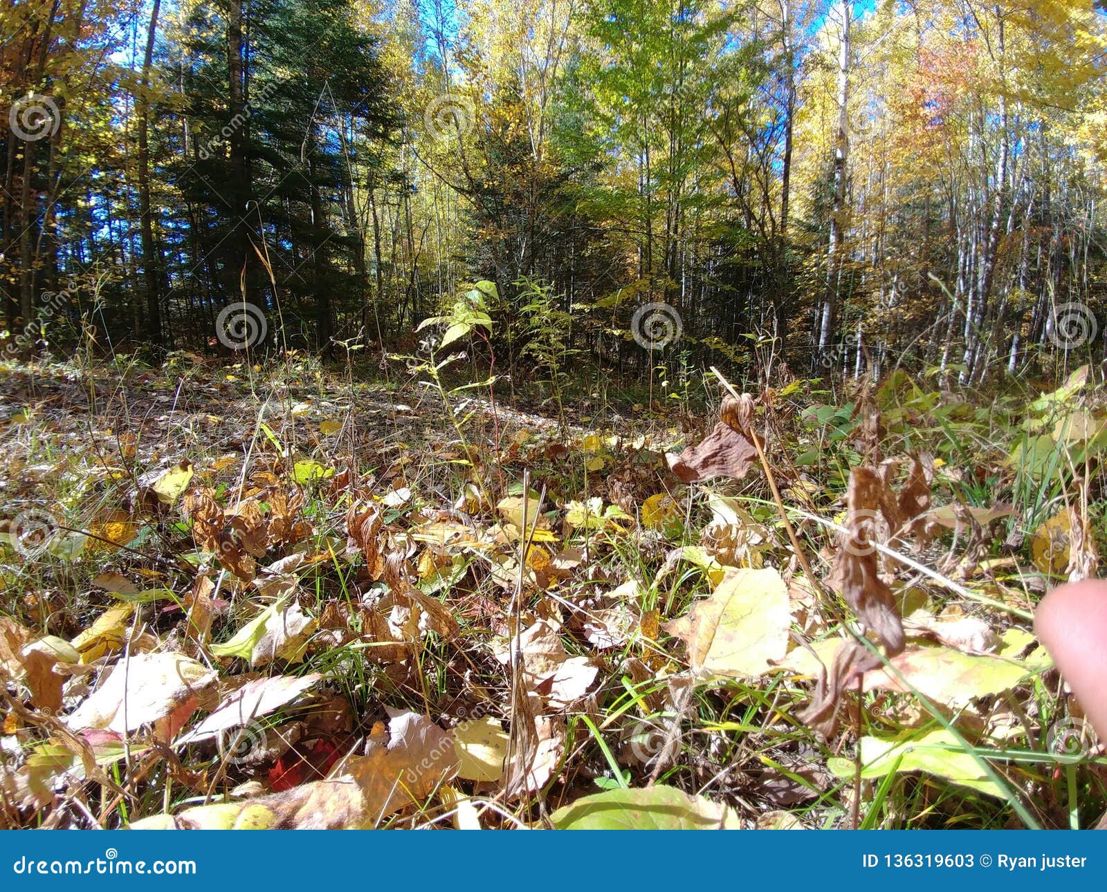 Summer woodlands stock image. Image of woodlands, sunny - 136319603
