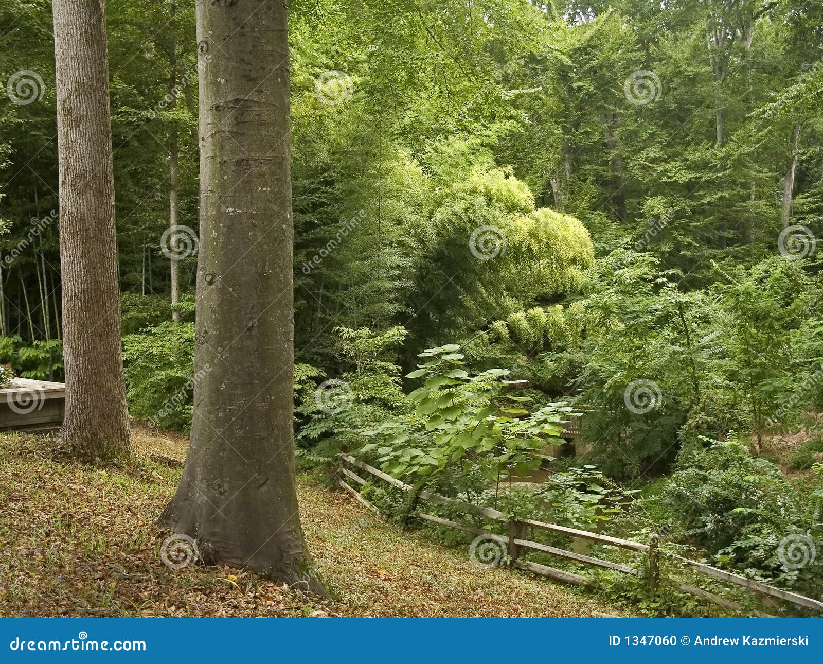 Summer Woods stock photo. Image of fence, woods, wilderness - 1347060