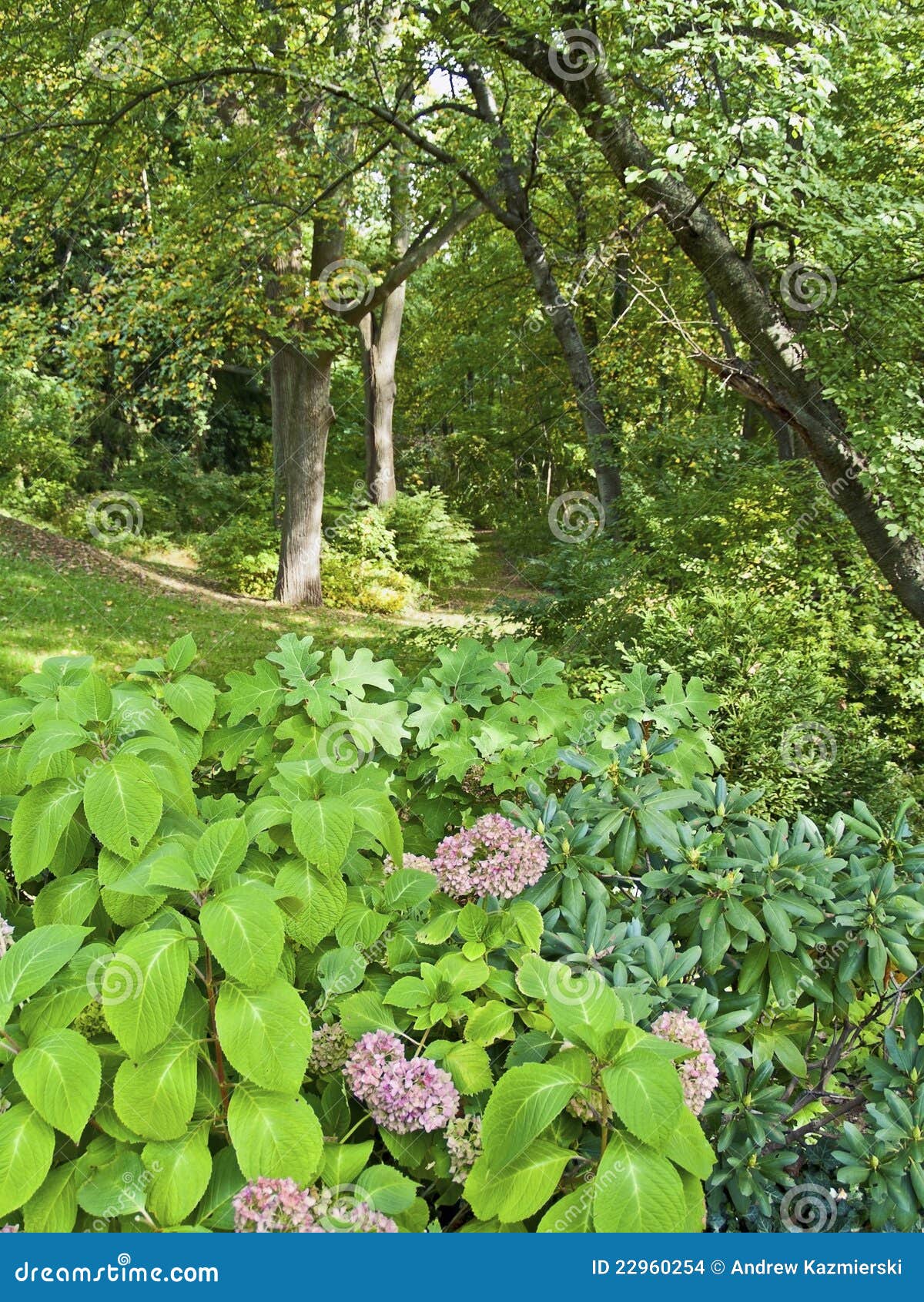 Summer Woods stock photo. Image of summer, wildflowers - 22960254