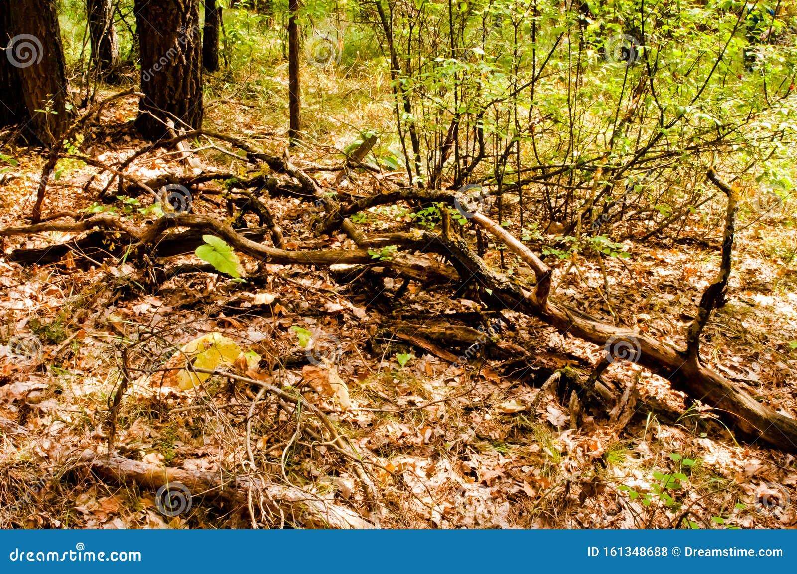 Summer in the Forest. Big Broken Branch. Grass and Bush. Stock Photo ...