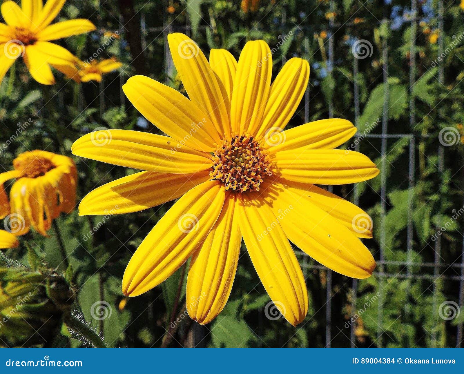 Summer yellow flower stock photo. Image of summer, flower - 89004384