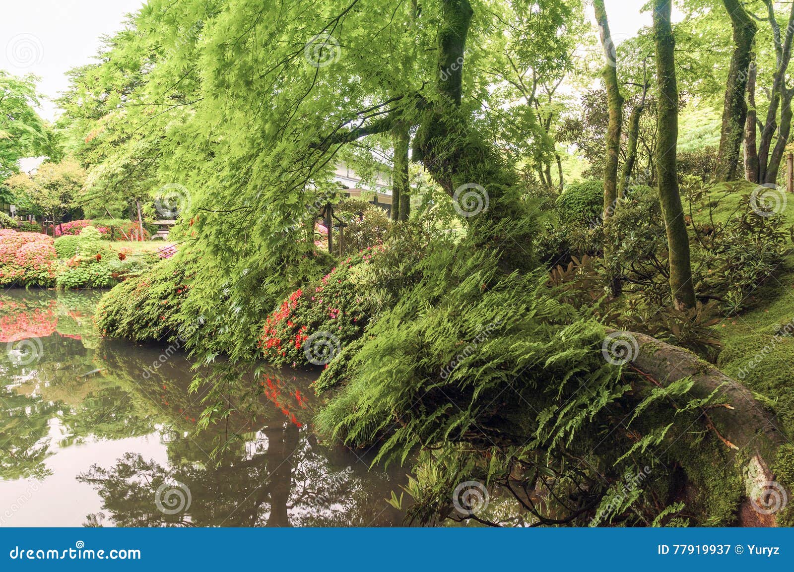 Summer Zen garden stock image. Image of oriental, bush - 77919937