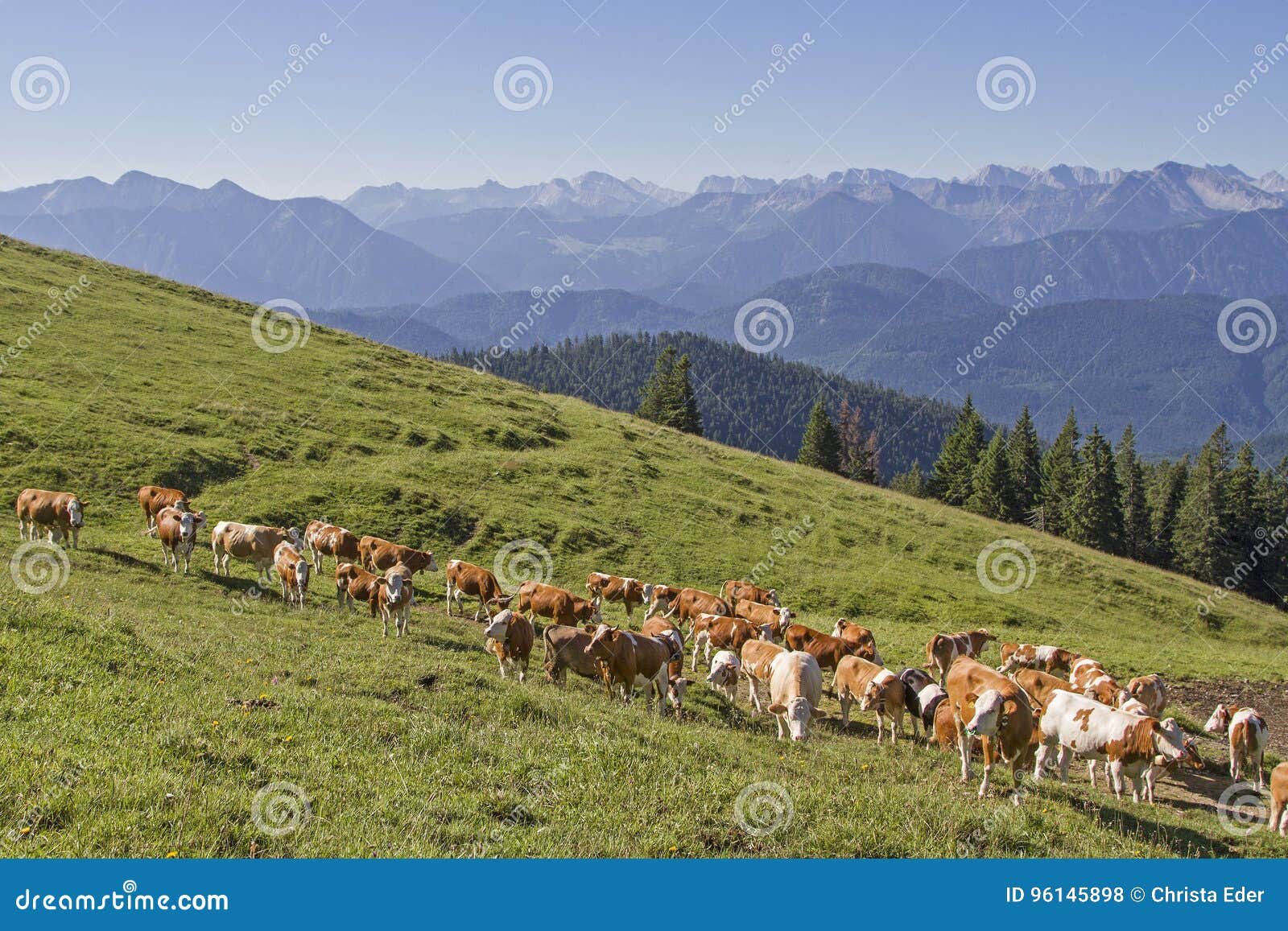 Summeron Il Pascolo Della Montagna Fotografia Stock - Immagine di ...