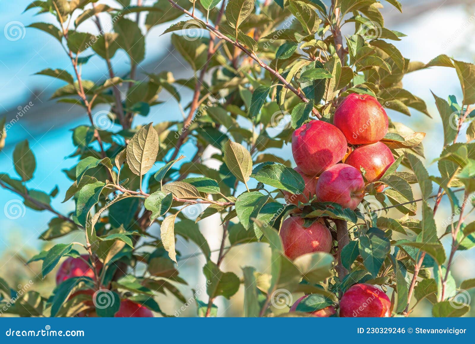 Summerred, Red Apple in Fruit Orchard Stock Photo - Image of apple ...