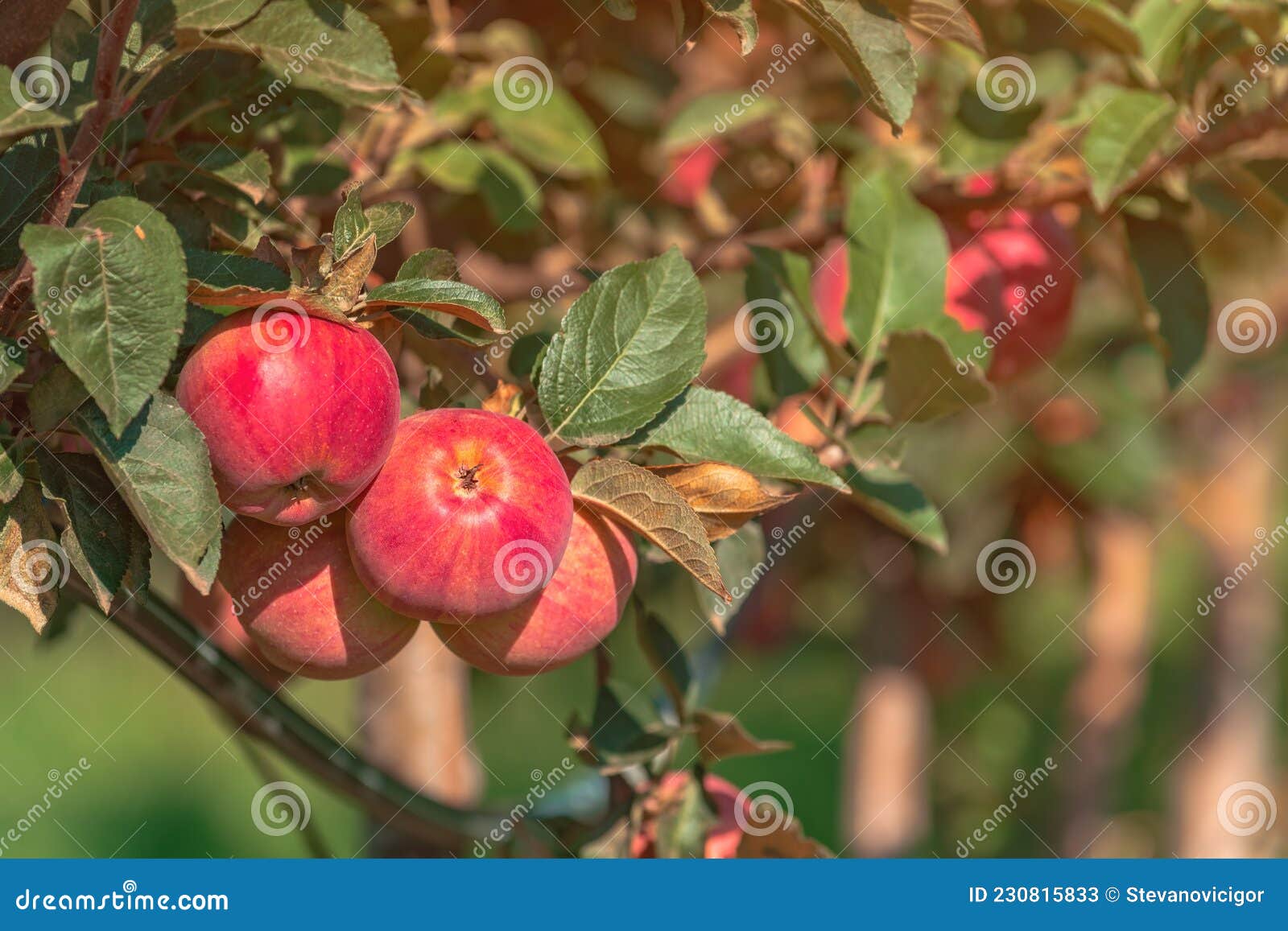 Summerred, Red Apple in Fruit Orchard Stock Image - Image of abundance ...