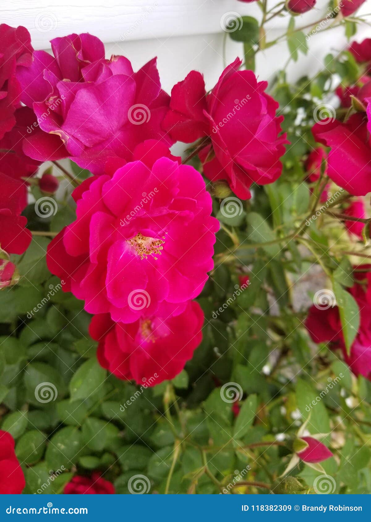 SummerRose stock image. Image of flowers, roses, summer - 118382309