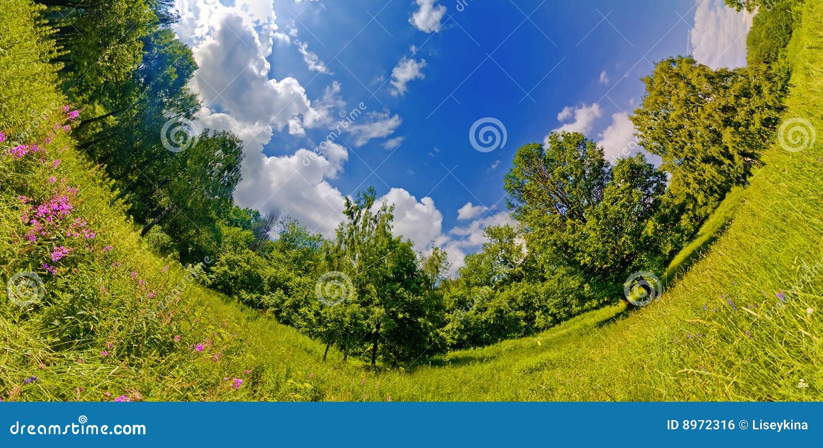 Summertime stock photo. Image of conservation, growth - 8972316