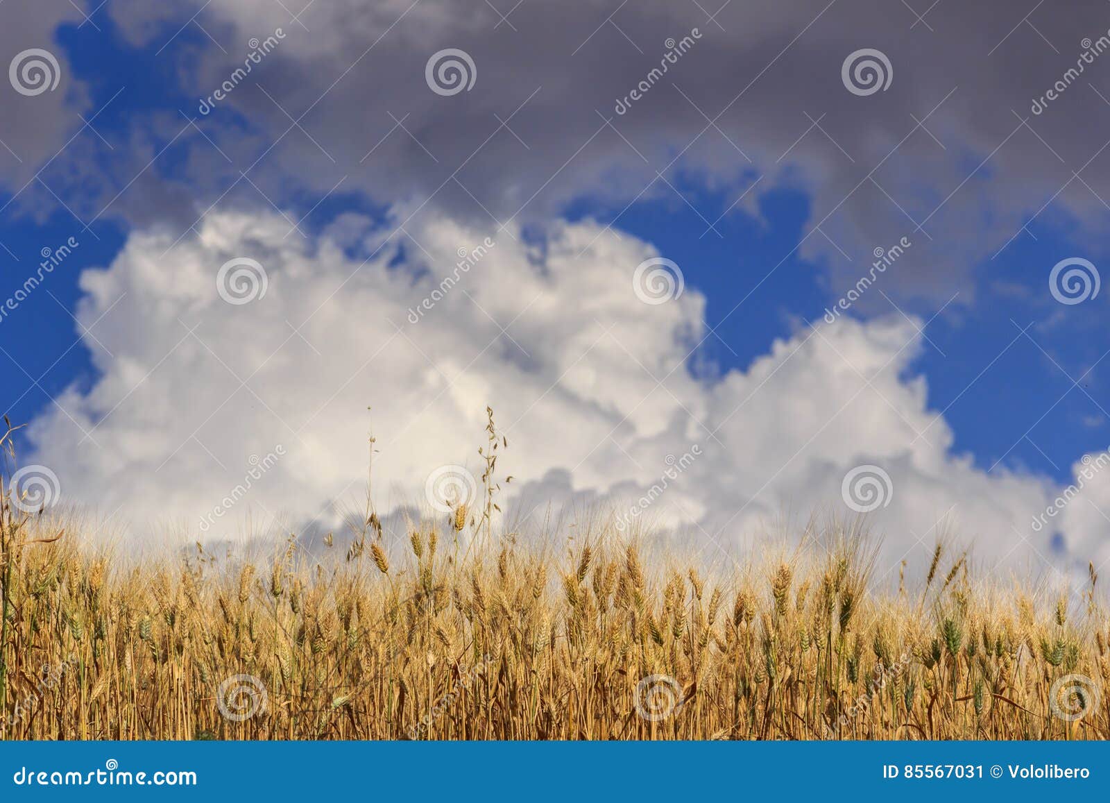 Summertime: Ears of Corn are Dominated by Clouds. Stock Image - Image ...