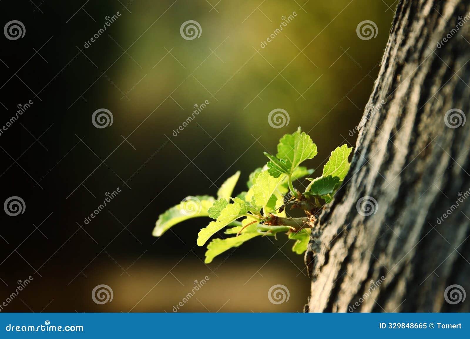 Summertime in Garden, Plant Growing on the Tree Stock Image - Image of ...