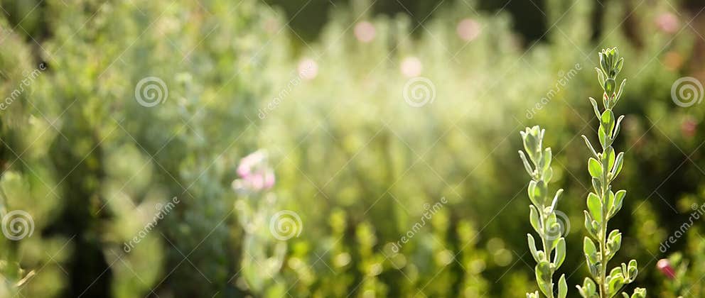 Summertime in Garden. Sun Rays and Plants Stock Image - Image of design ...