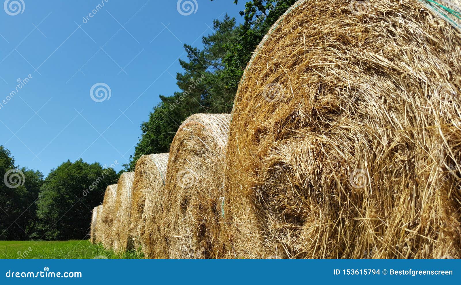 Bales Of Hay In The Form Of Circles Lie On The Wet Autumn Grass Stock ...