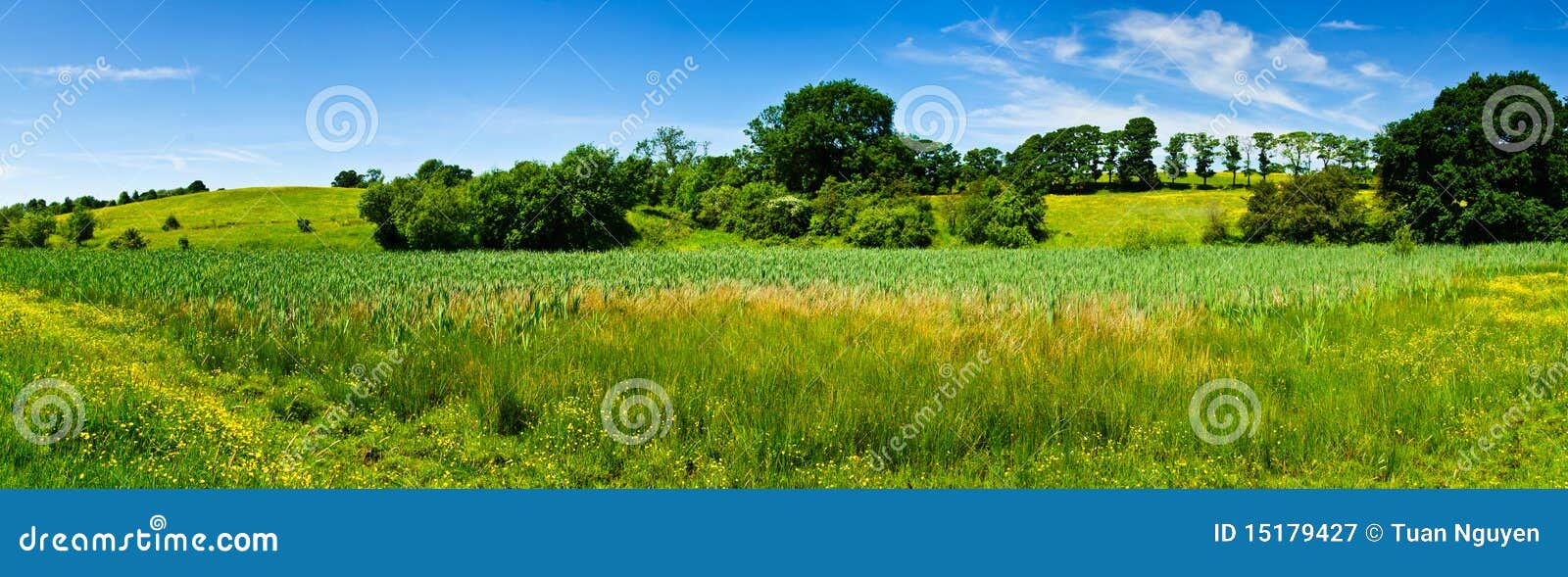 Summertime meadows stock image. Image of meadow, grass - 15179427