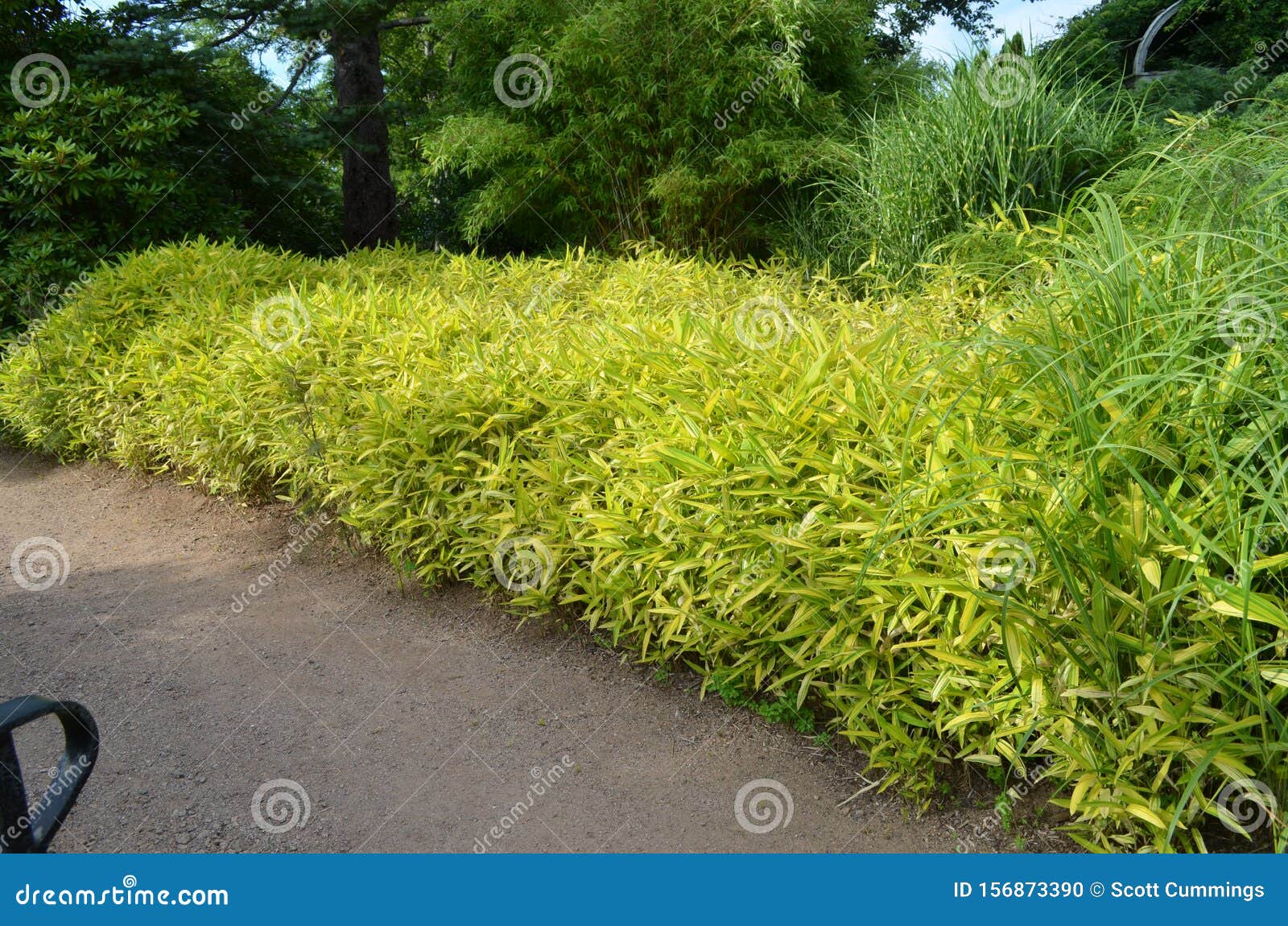 Summer in Nova Scotia: Greenery Along the Path Stock Photo - Image of ...