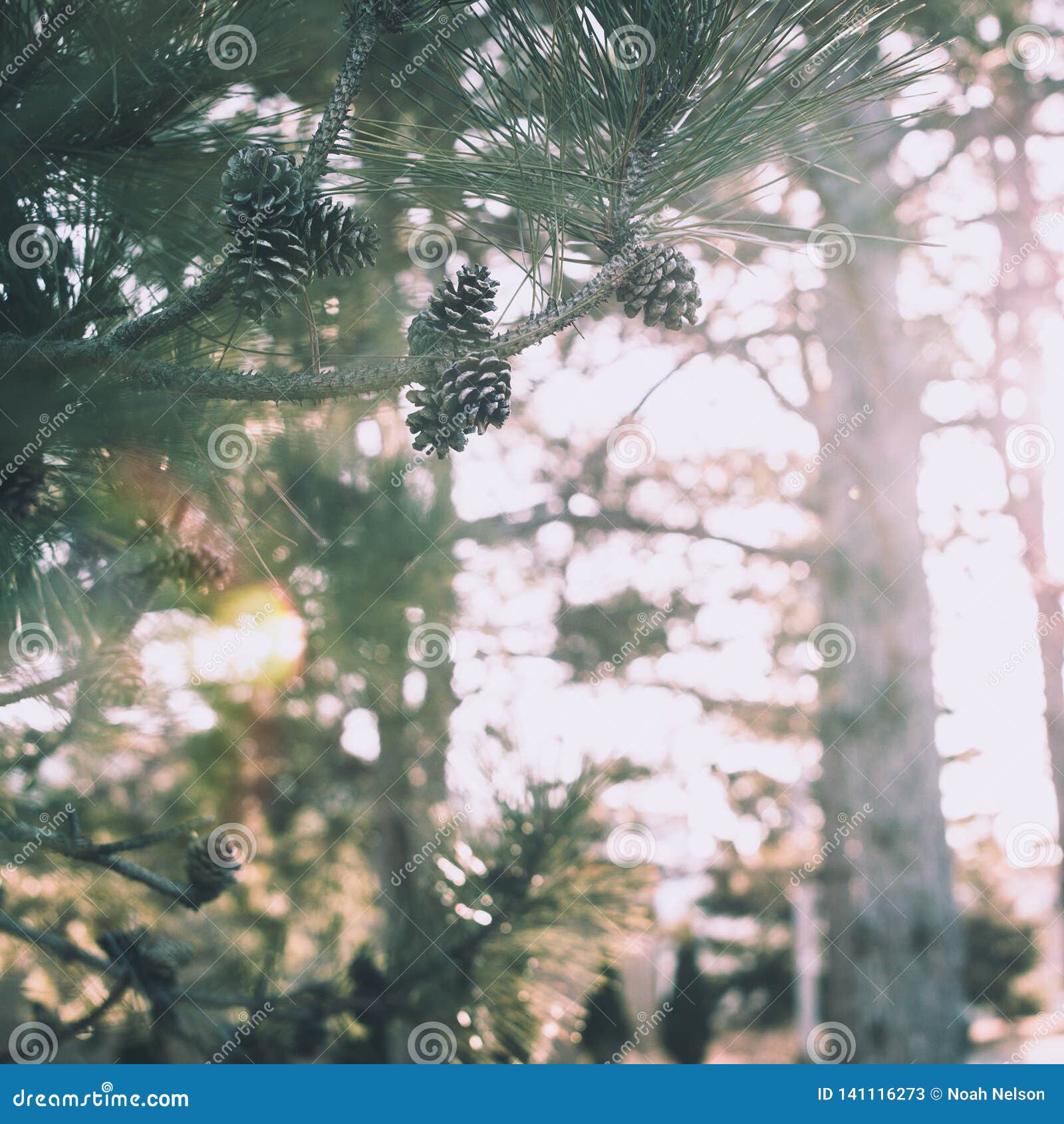 Summertime pine cones stock image. Image of light, cone - 141116273