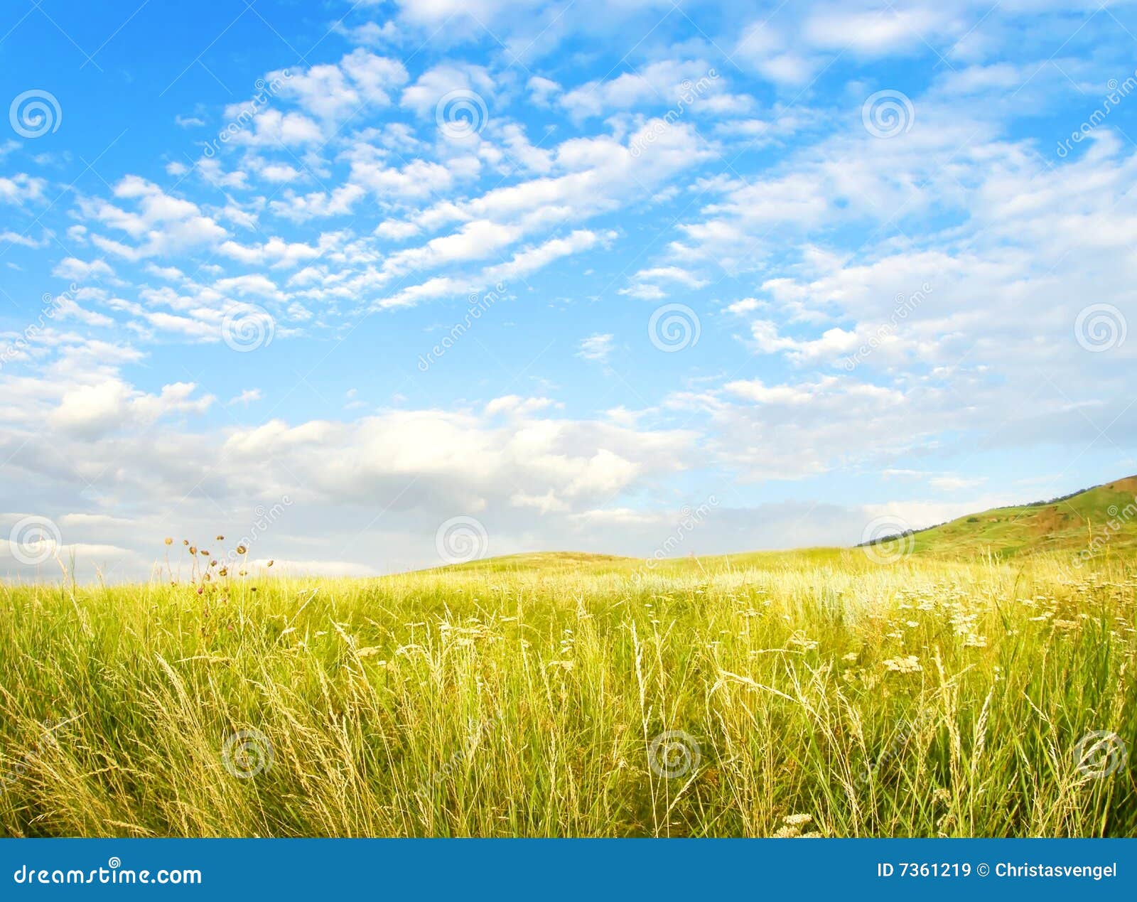 Summertime, solar field stock image. Image of beautiful - 7361219
