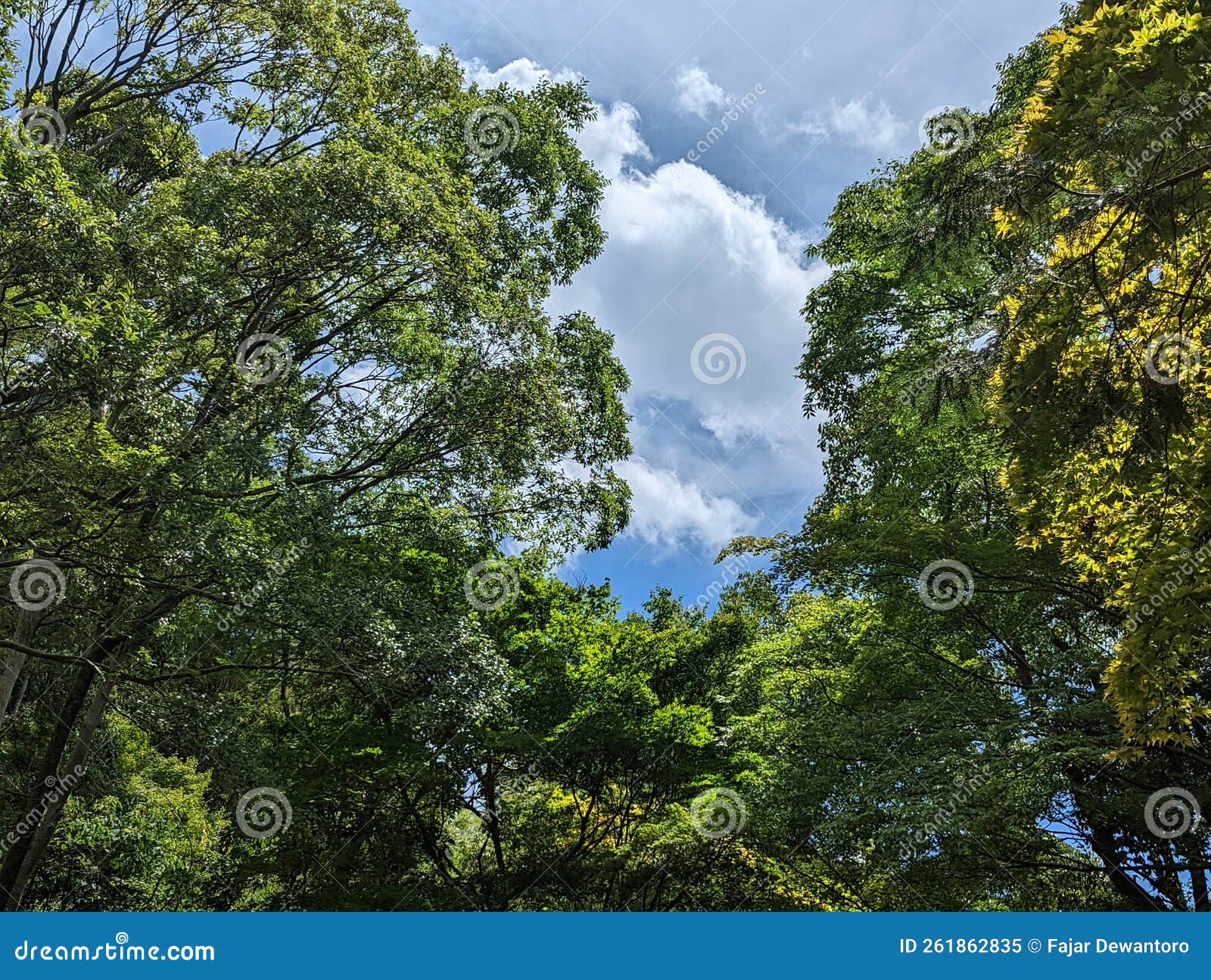 Summertime Trees in the Forest Stock Image - Image of forest, leaf ...