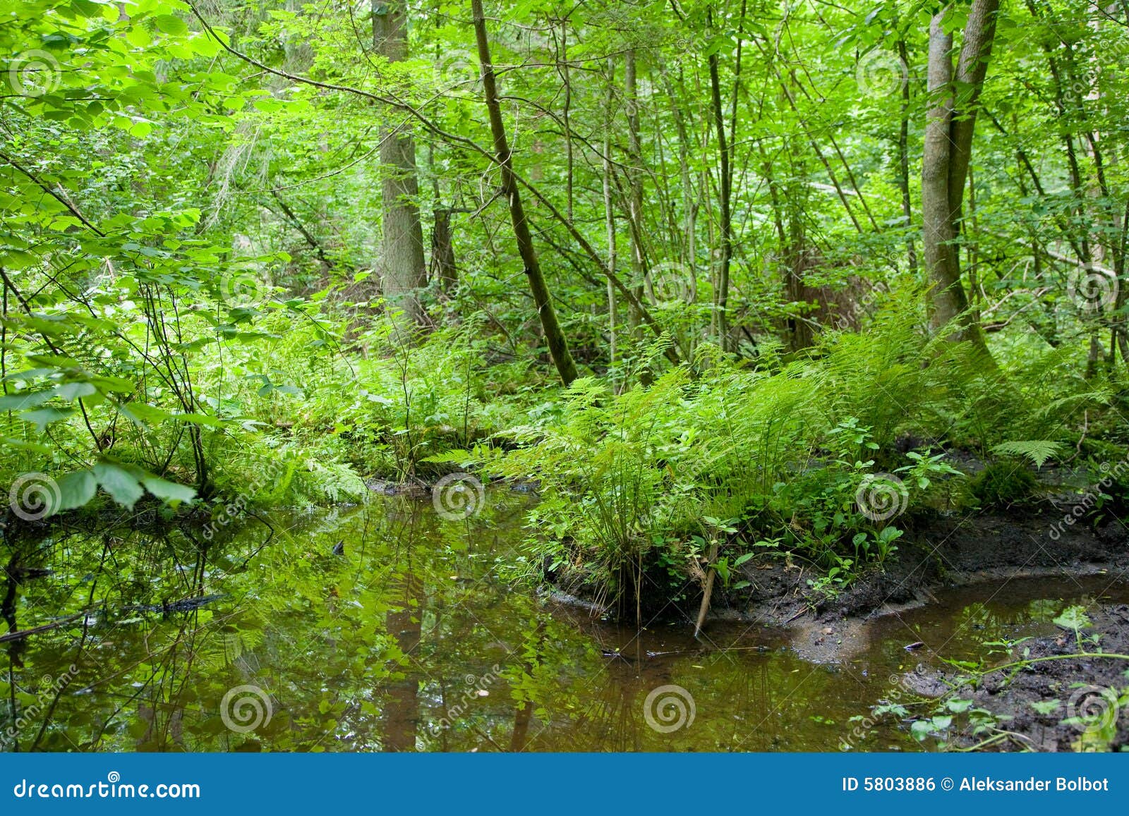 Summertime wetland forest stock photo. Image of quiet - 5803886