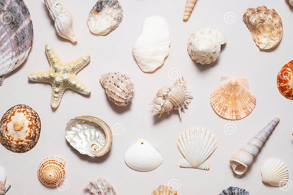Summery Background with Sea Shells Collections Stock Image - Image of ...