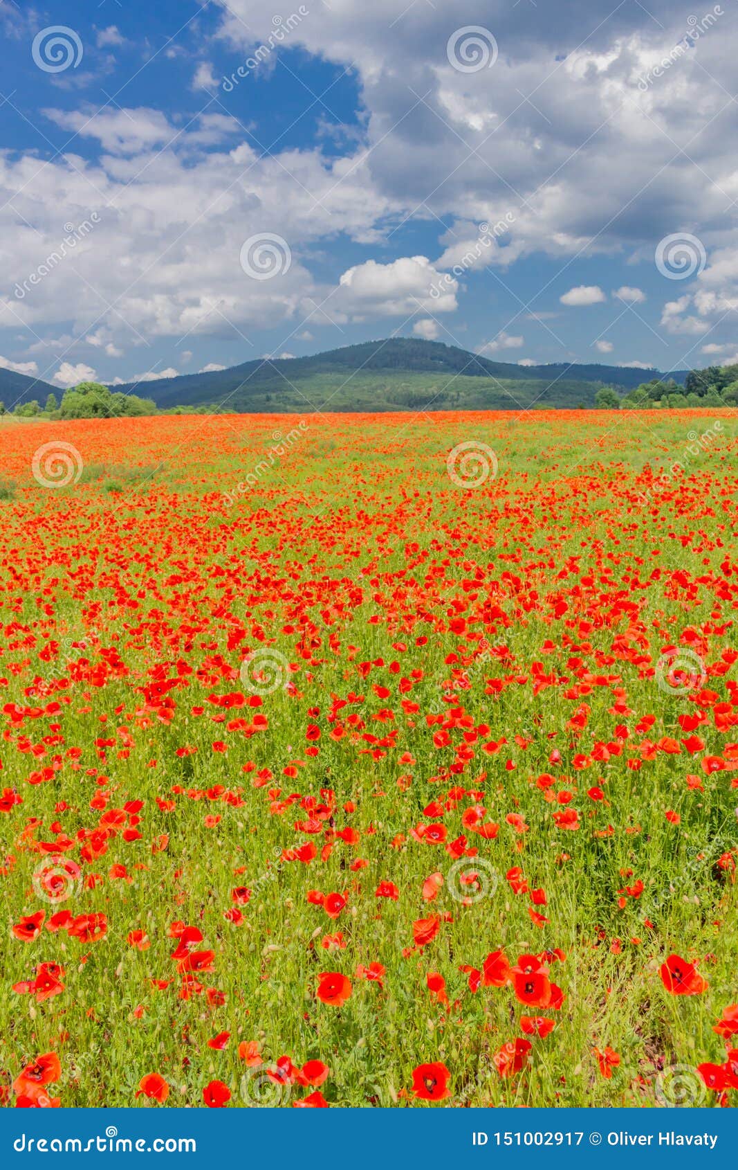 Summery Feelings on a Poppy Field in the Beautiful Werratal. Thuringia ...